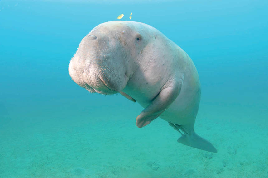 Alerte au requin à la baie des Citrons : c'était en fait une vache ...