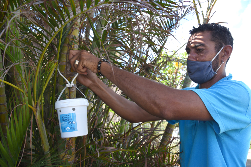 Le World mosquito program adapte ses modes d'intervention | Les ...