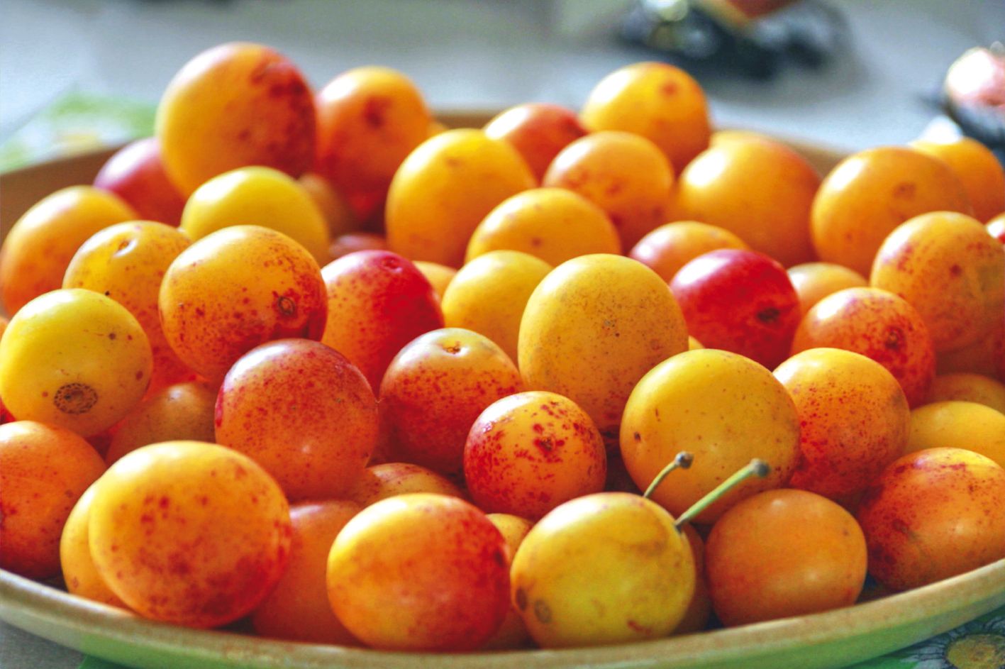 La récolte de la mirabelle lancée en Lorraine | Les Nouvelles Calédoniennes