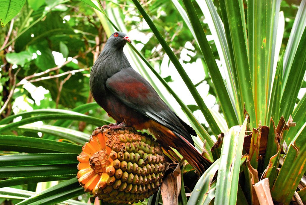 Interdiction totale de la chasse au notou dans le parc des Grandes ...