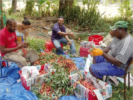 Le letchi se dédouble | Les Nouvelles Calédoniennes