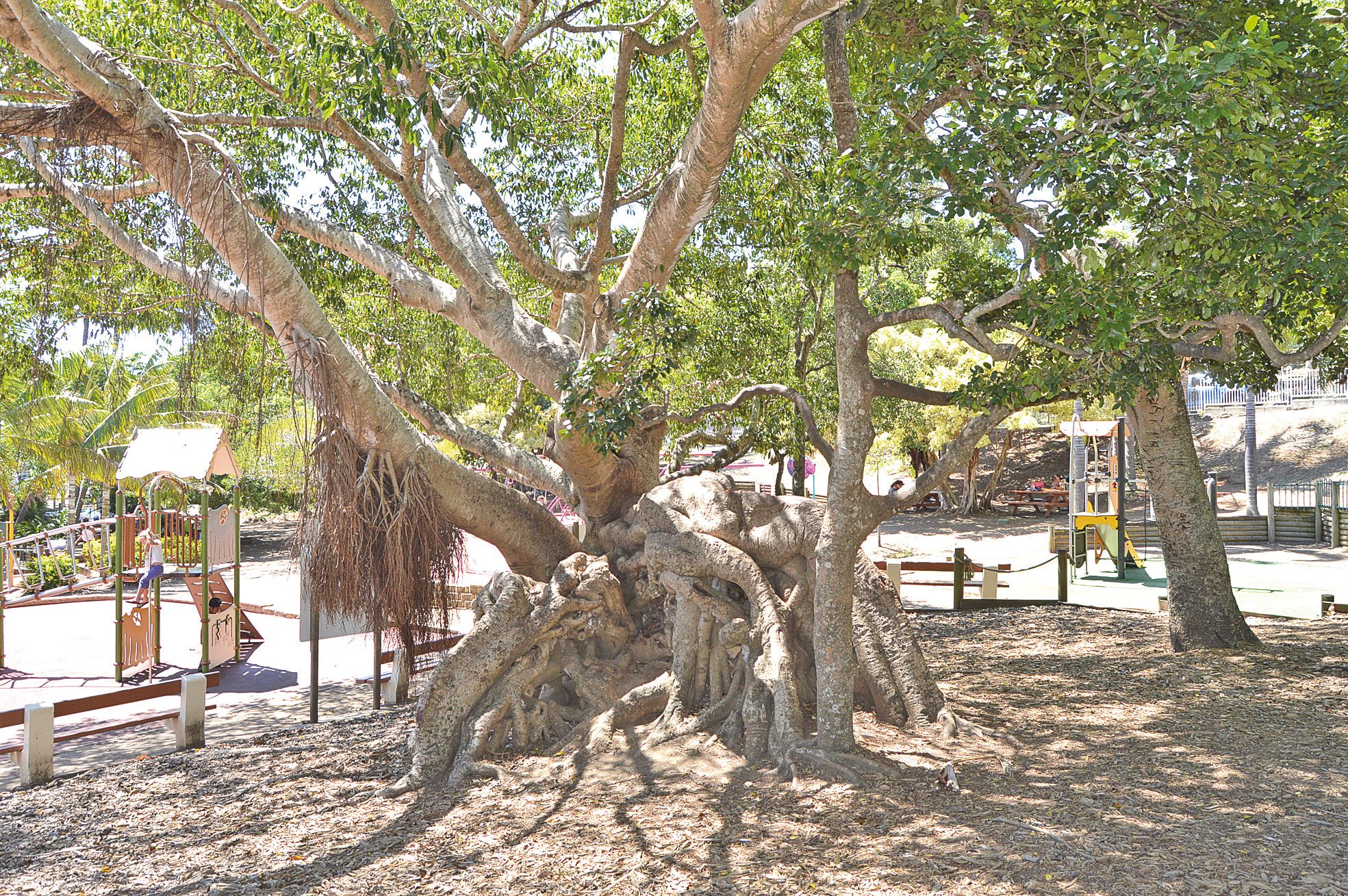 Ces fascinants banians qui jouent les résistants diaporama | Les ...