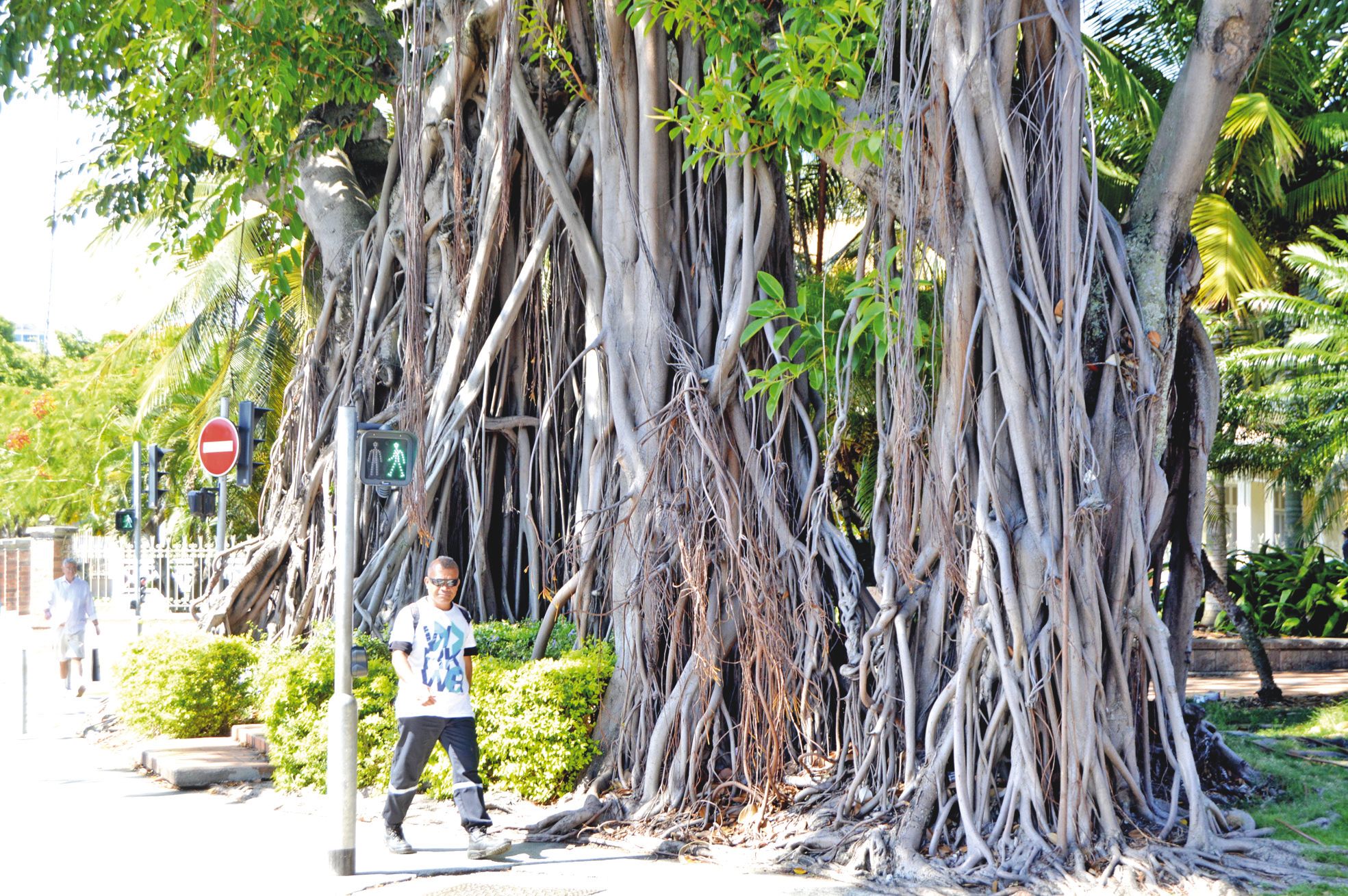Ces fascinants banians qui jouent les résistants diaporama | Les ...