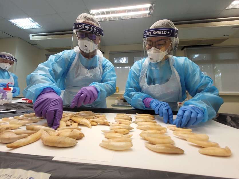 Saisie record de cornes de rhinocéros à Singapour | Les Nouvelles ...