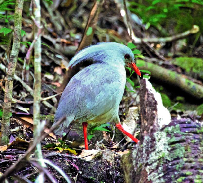 Comment sauver les cagous des Grandes Fougères ? | LNC.nc | Les ...