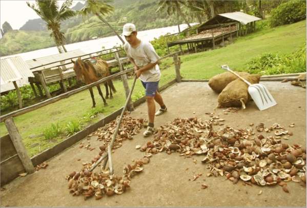 Le coprah, or blanc des atolls | LNC.nc | Les Nouvelles Calédoniennes ...