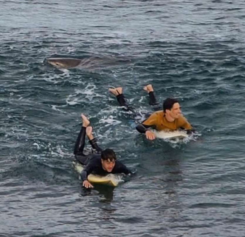 Australie : Un surfeur français repousse une attaque de requin avec ses ...